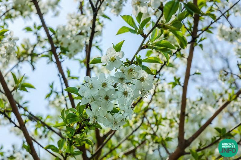 Reminder: Only One Day Left to Make Birchas Hailanos | CrownHeights ...