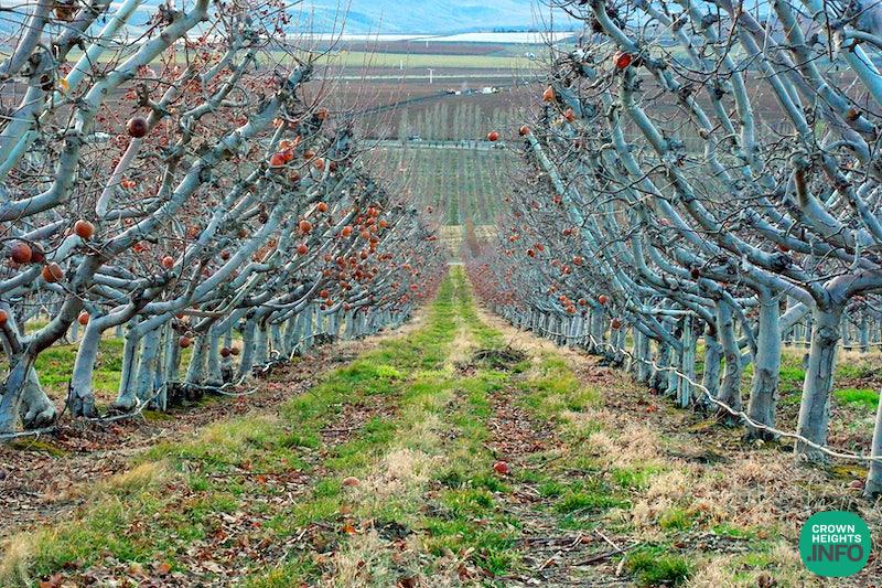Weekly Story: The Barren Trees | CrownHeights.info – Chabad News, Crown ...